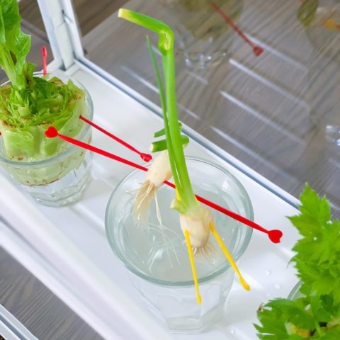 Science Experiment with Food - Regrowing Food Scraps - 7 Days of Play