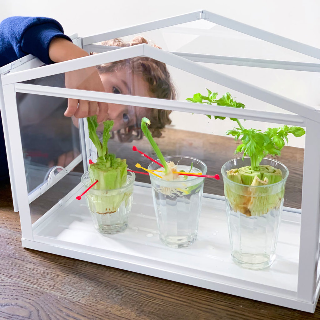 Science Experiment with Food - Regrowing Food Scraps - 7 Days of Play