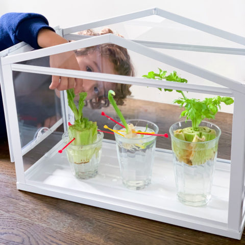 Science Experiment with Food - Regrowing Food Scraps - 7 Days of Play