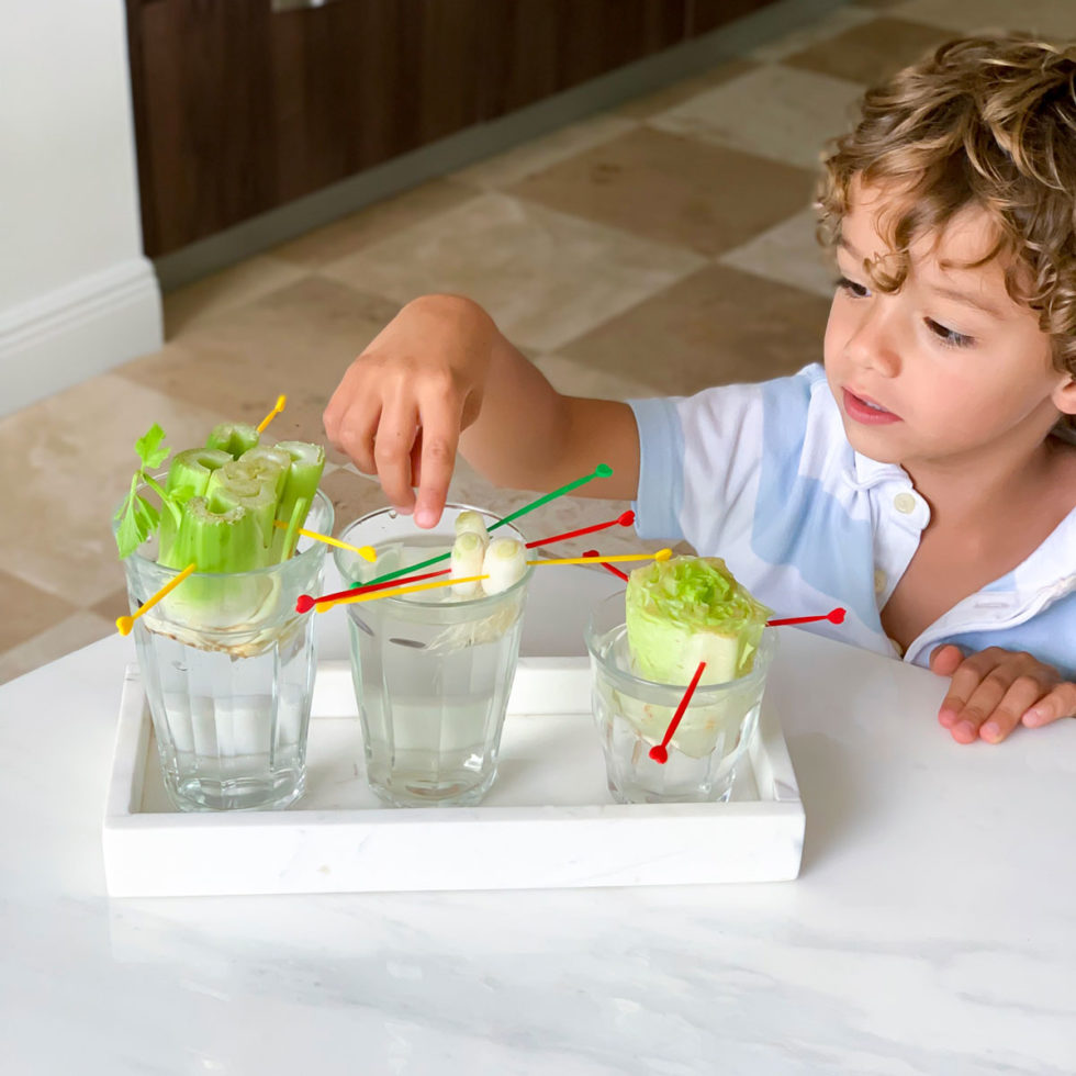 Science Experiment with Food - Regrowing Food Scraps - 7 Days of Play