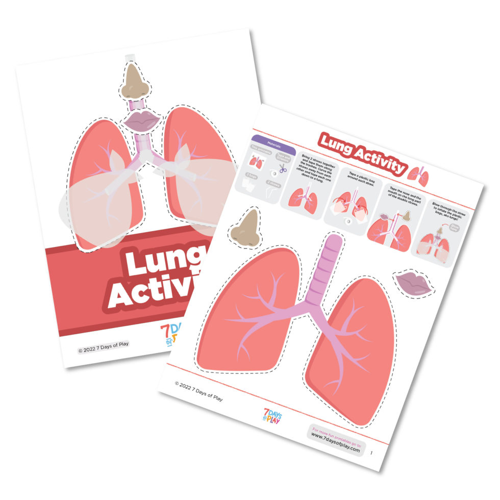 Activity for Respiratory System: Free Printable Lung Lesson - 7 Days of ...