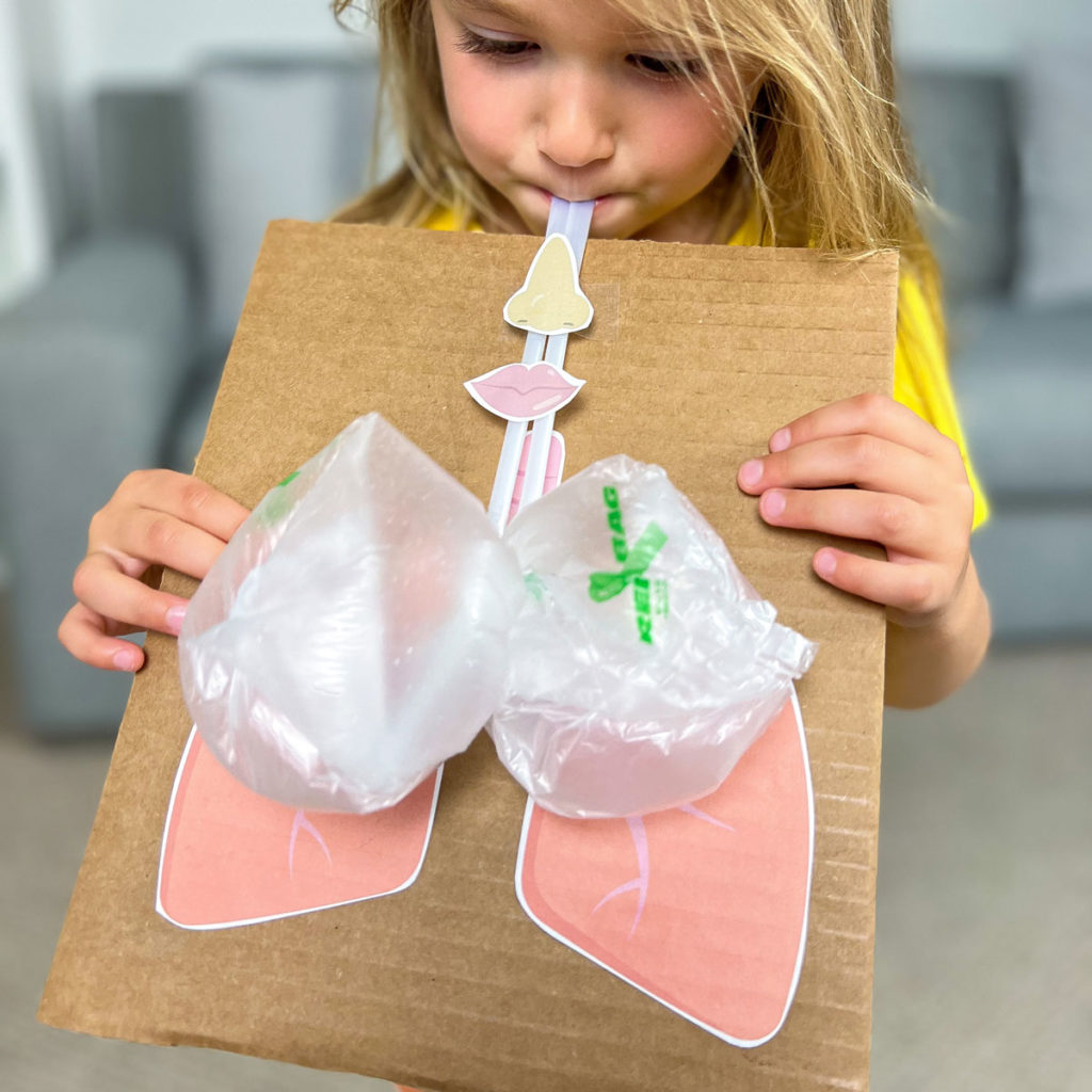Activity for Respiratory System: Free Printable Lung Lesson - 7 Days of ...