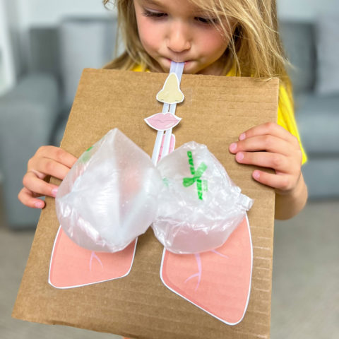 Activity for Respiratory System: Free Printable Lung Lesson - 7 Days of ...