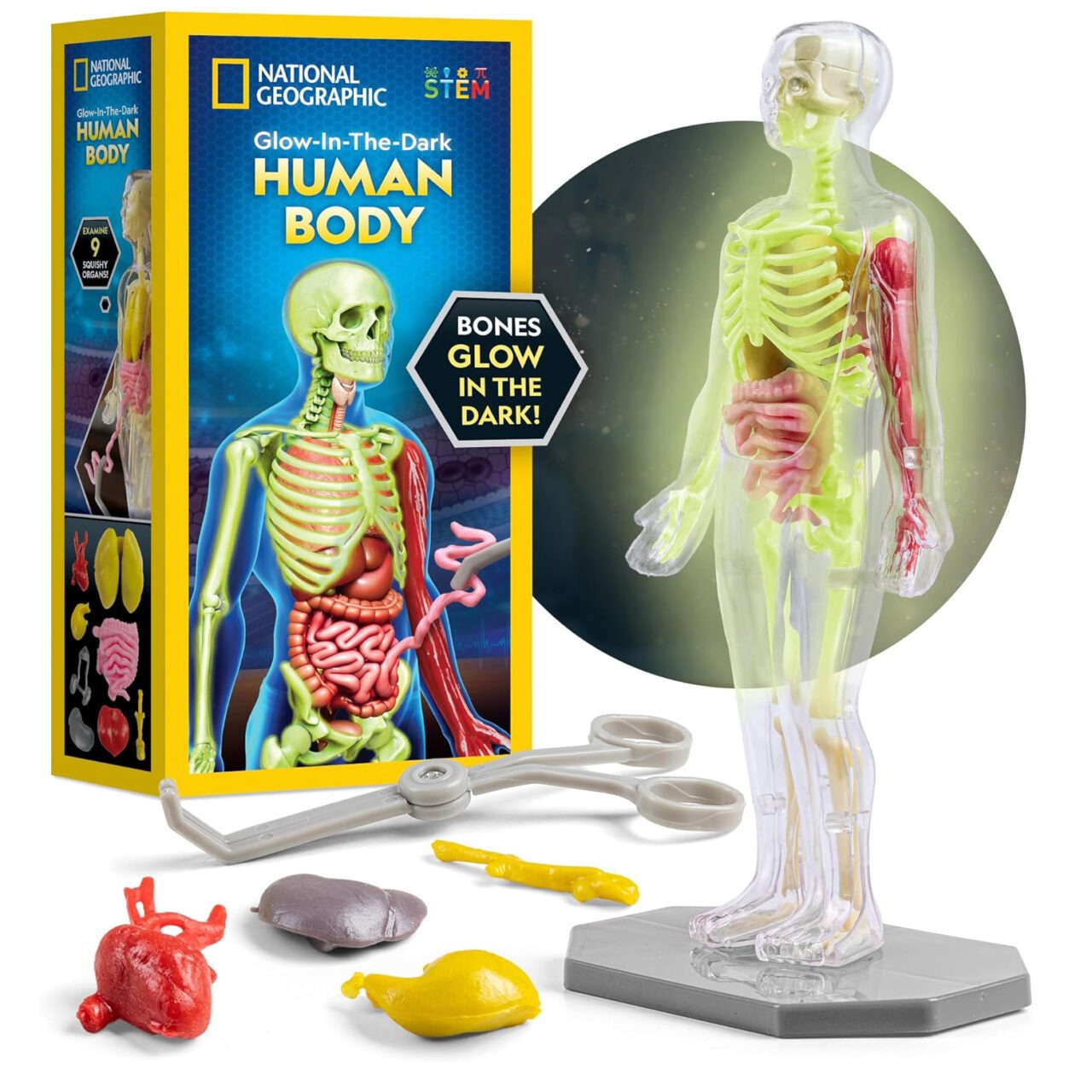 Activity for Respiratory System: Free Printable Lung Lesson - 7 Days of ...