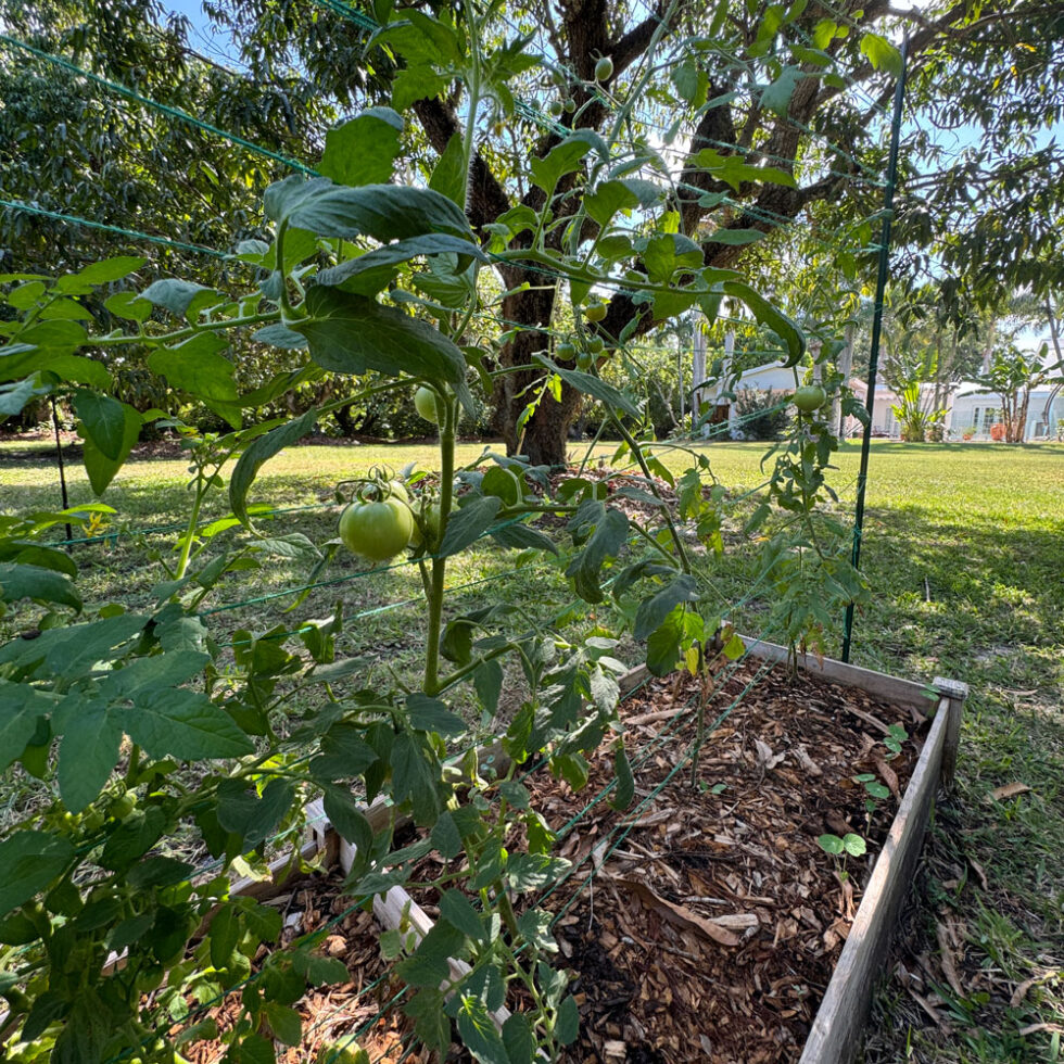 How to Layer a Raised Garden Bed and Make a Trellis