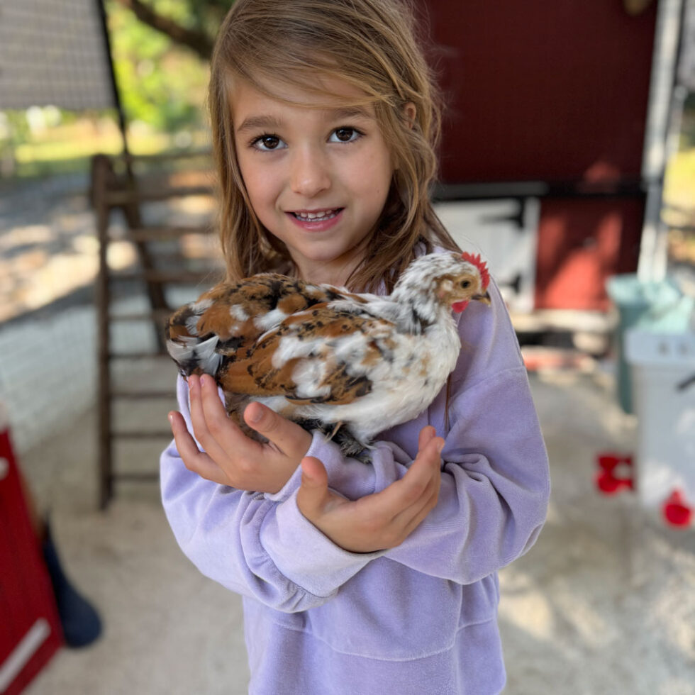 Hatching Eggs and Raising Chickens: A Family-Friendly Guide - 7 Days of ...